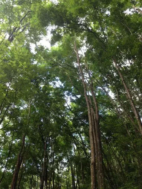 Fraxinus uhdei - Hardwood,Tree,Web page Navigation - Evergreen Ash ...