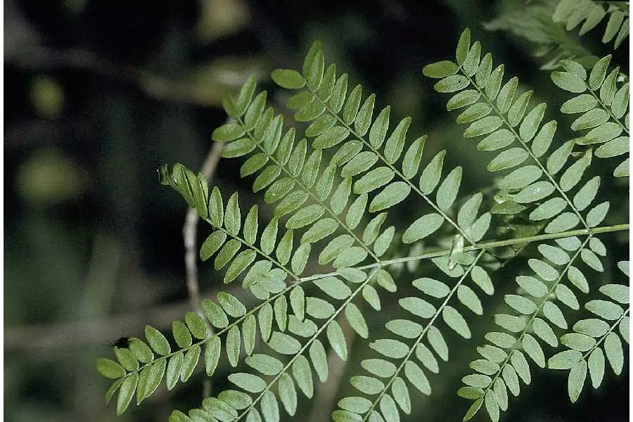 Gleditsia triacanthos 'Inermis' - Deciduous,Shade Tree - Thornless ...