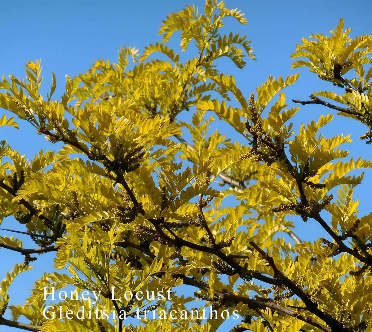Gleditsia triacanthos 'Inermis' - Deciduous,Shade Tree - Thornless ...