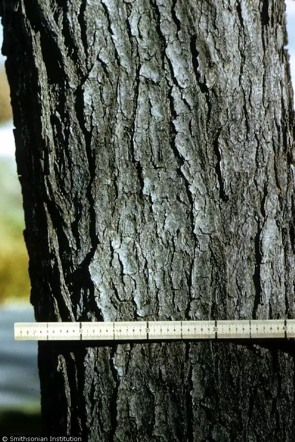 Gymnocladus dioicus - Deciduous,Hardwood,Shade Tree - Kentucky Coffee ...