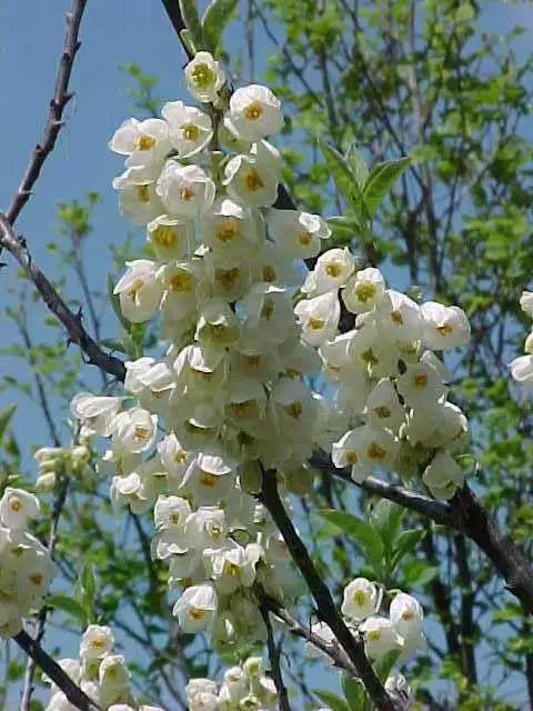 Halesia carolina - Deciduous,Flowering Tree - Carolina Silverbell