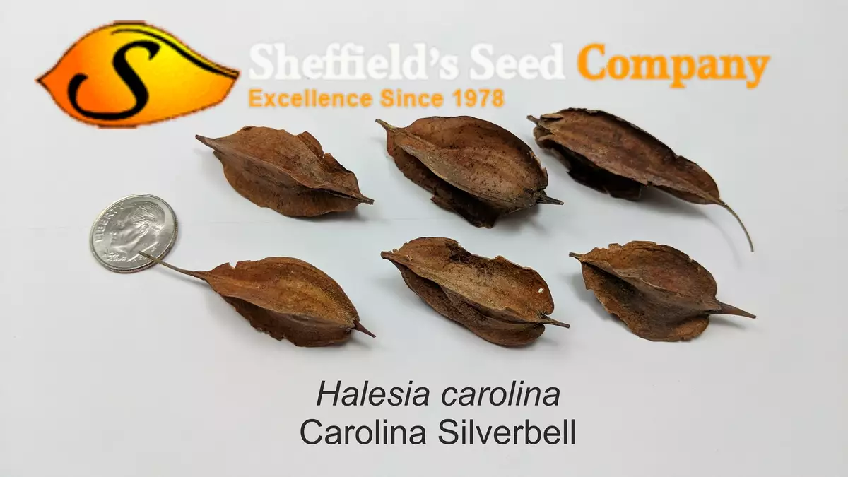 Halesia carolina - Deciduous,Flowering Tree - Carolina Silverbell