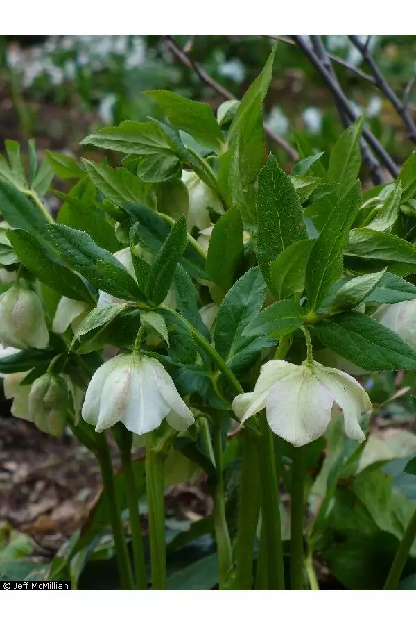Helleborus niger - Herbaceous Plants,Perennial - Black Hellebore ...