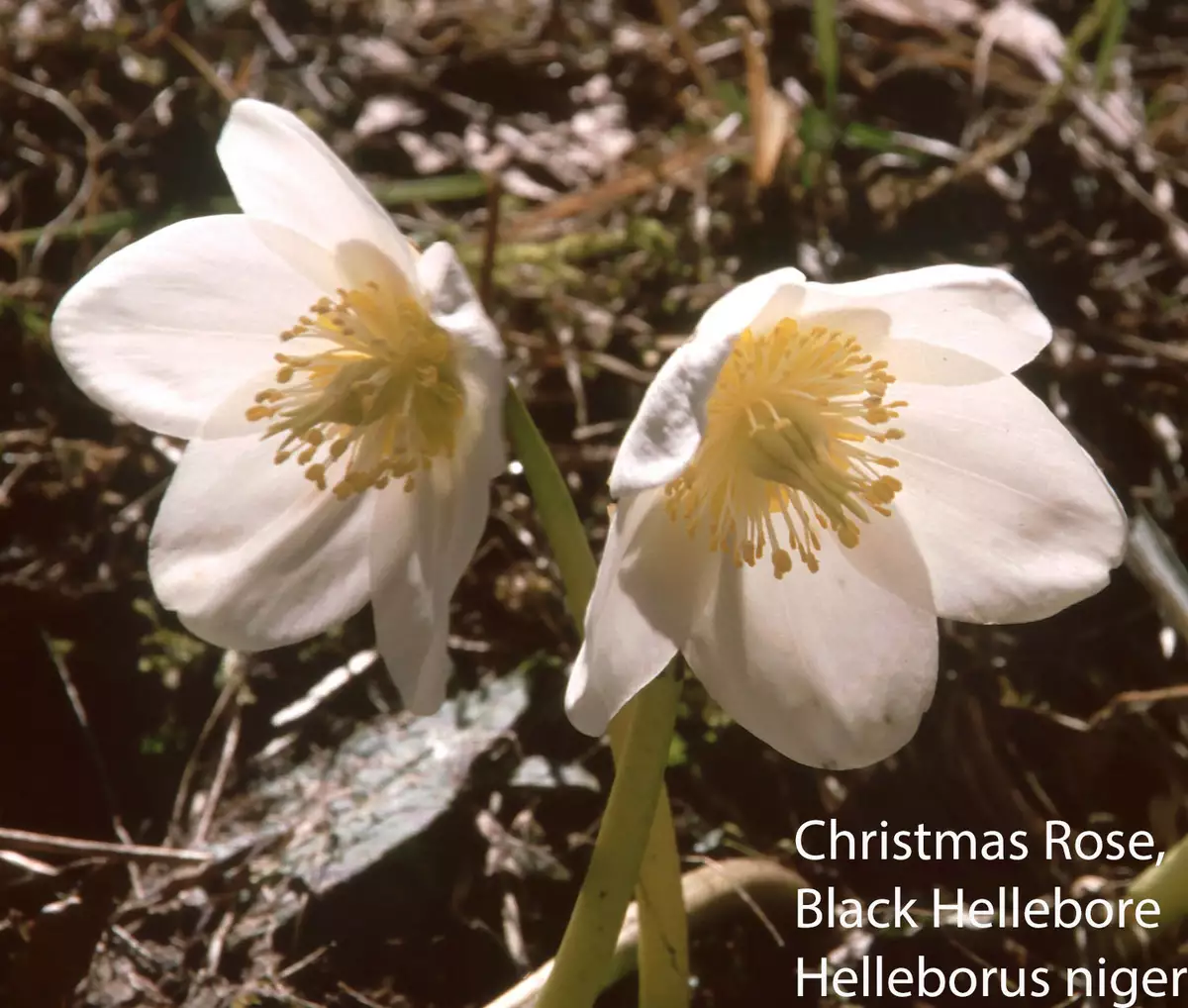 Helleborus niger - Herbaceous Plants,Perennial - Black Hellebore ...