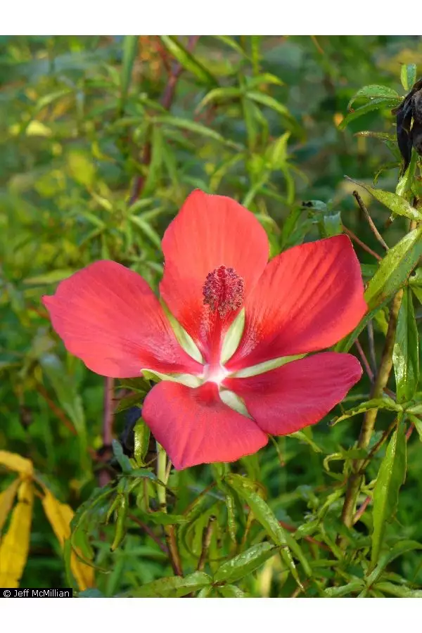 Sheffield's Seed Company