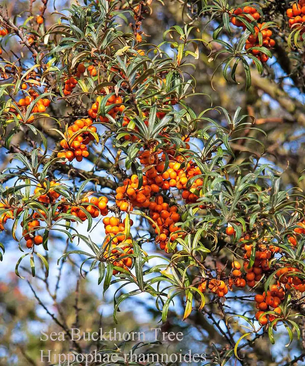 Sheffield's Seed Company
