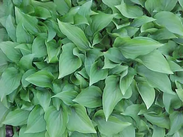 Hosta venusta - Herbaceous Plants,Perennial - Plantain Lily