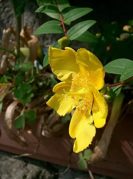 Hypericum patulum - Shrub - Goldencup St. Johnswort