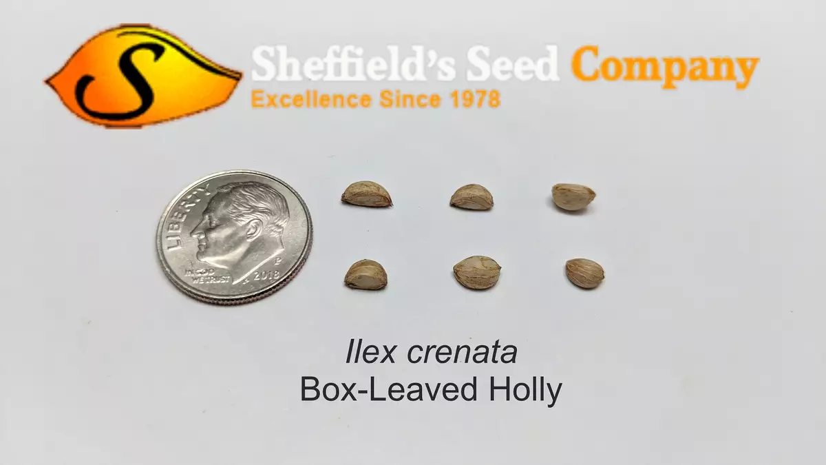 Ilex crenata - Common Bonsai,Shrub - Box-Leaved Holly, Japanese Holly