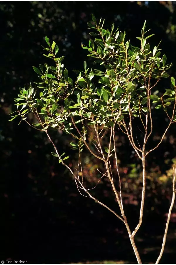 Ilex glabra - Shrub - Appalachian Tea, Dye-leaves, Evergreen ...