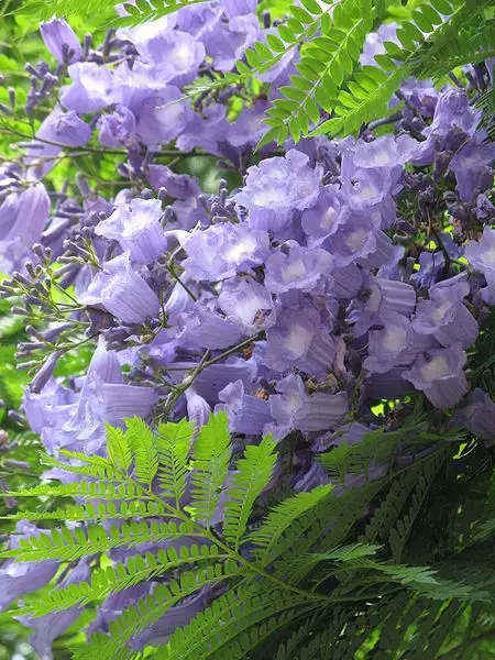 Jacaranda mimosifolia - Common Bonsai,Deciduous,Flowering Tree ...