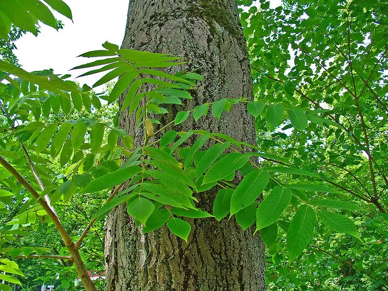Juglans cinerea - Deciduous,Edible Fruit/Nuts,Fruits,Hardwood,Shade ...