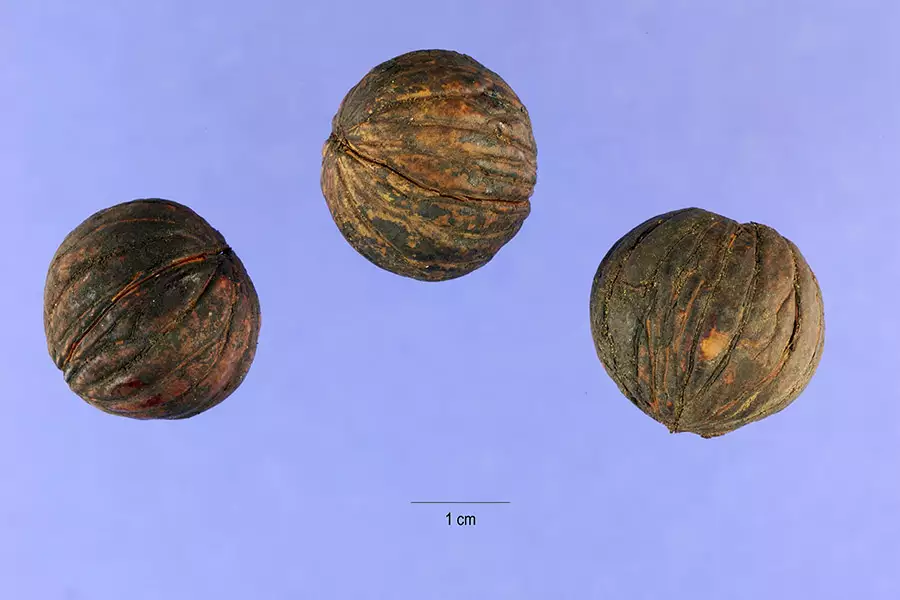 Juglans major - Edible Fruit/Nuts,Fruits - Arizona Walnut
