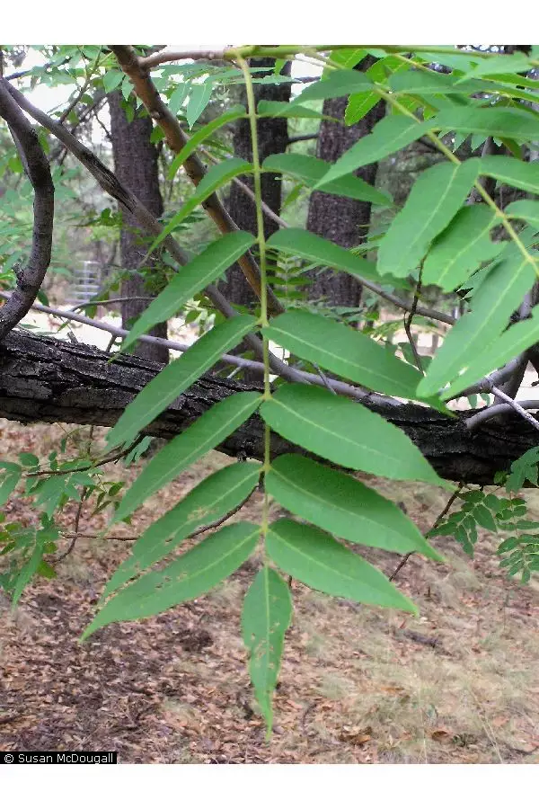 Juglans major - Edible Fruit/Nuts,Fruits - Arizona Walnut