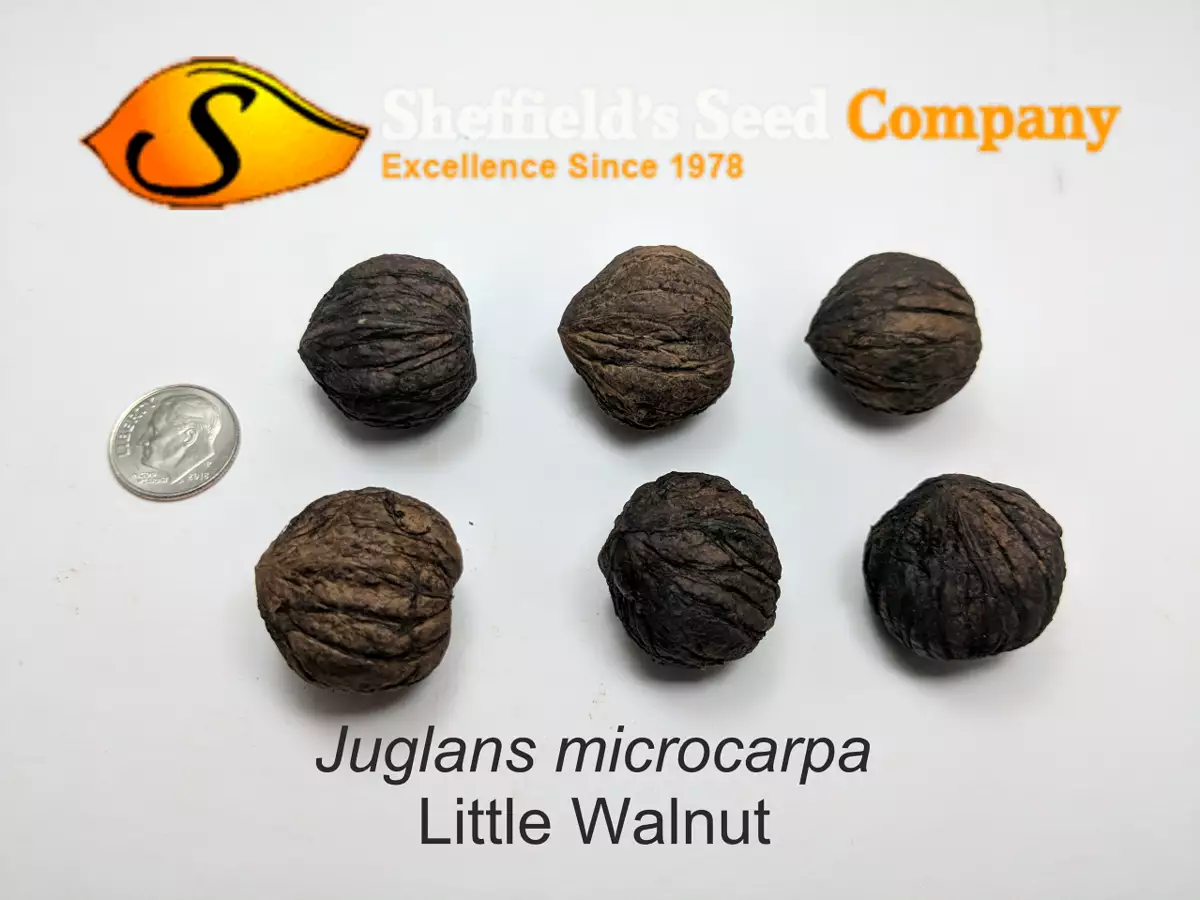 Juglans microcarpa - Edible Fruit/Nuts,Fruits - Little Walnut