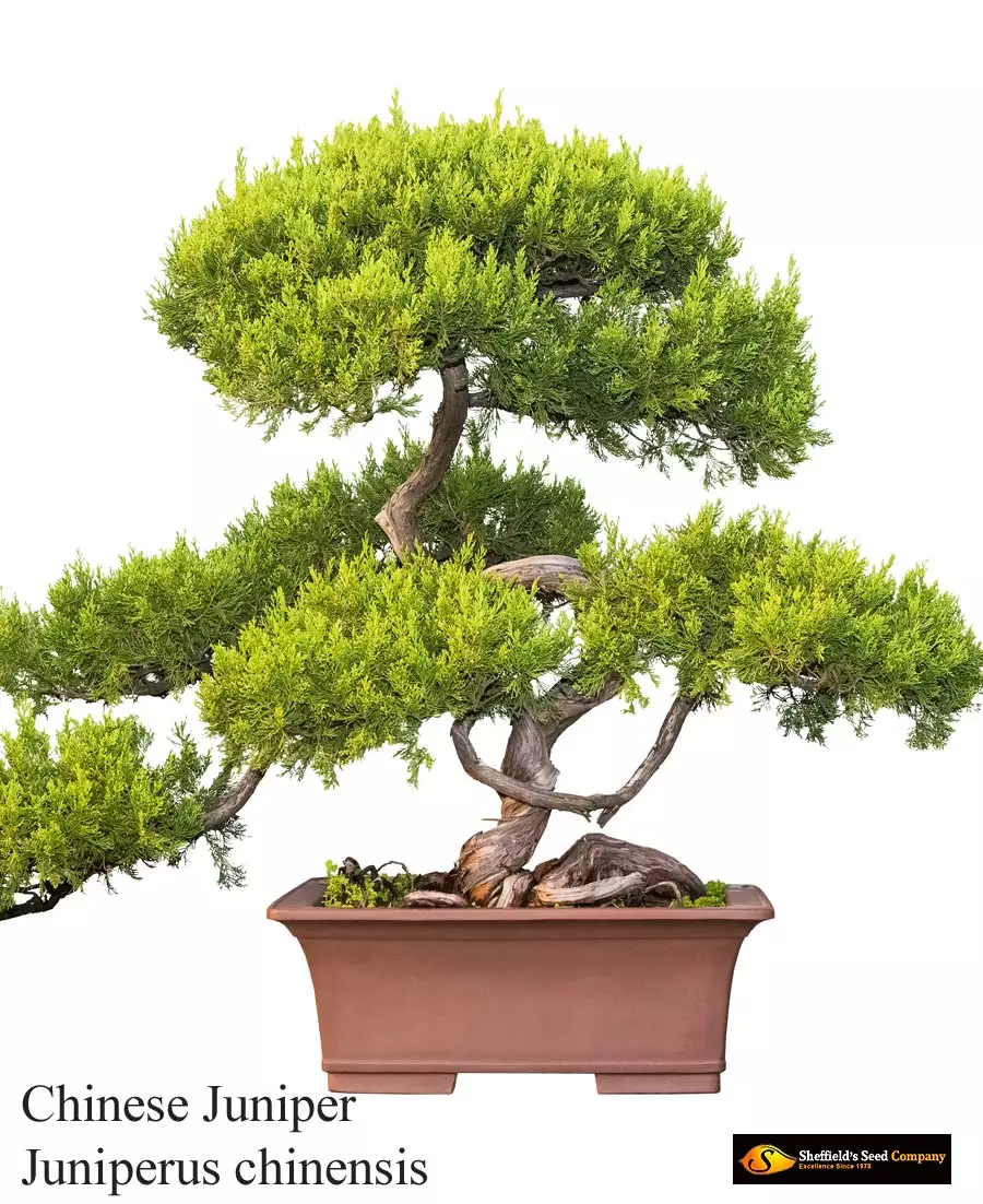 Juniperus chinensis - Common Bonsai,Shrub - Chinese Juniper