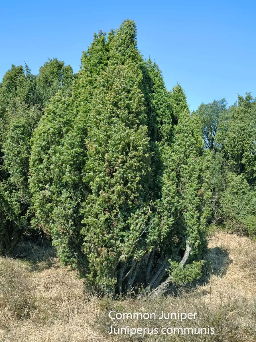 Juniperus communis - Medicinal Herbs,Shrub - Common Juniper