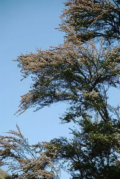 Kunzea ericoides - Medicinal Herbs,Shrub,Web page Navigation - Burgan ...