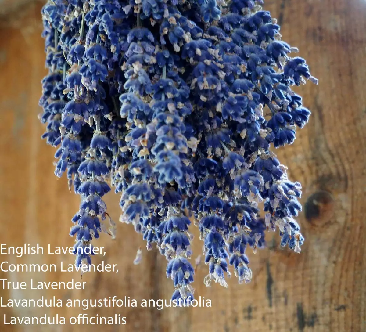 Lavandula angustifolia subsp. angustifolia - Perennial - Common ...