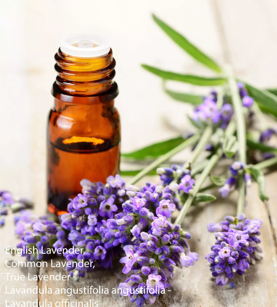 Lavandula angustifolia subsp. angustifolia - Perennial - Common ...