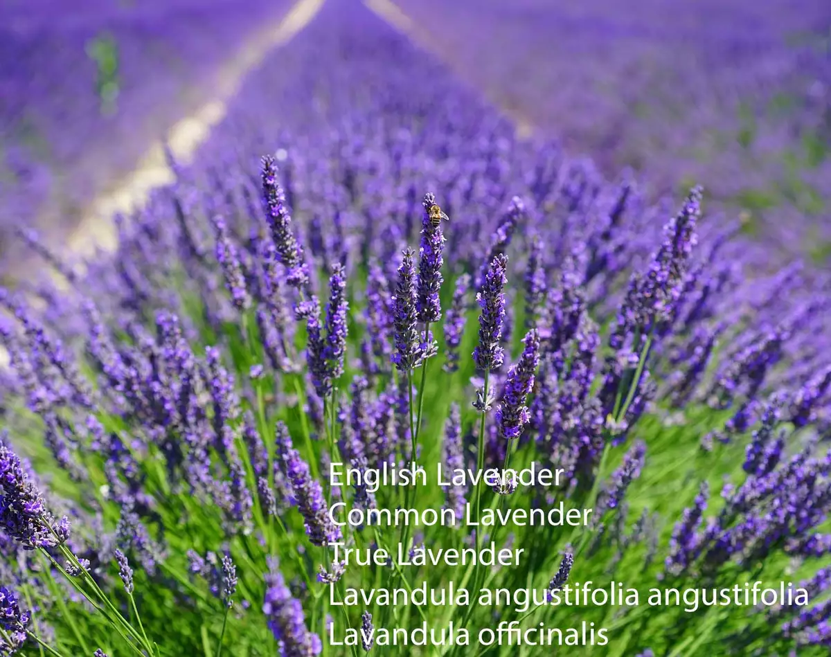 Lavandula angustifolia subsp. angustifolia - Perennial - Common ...