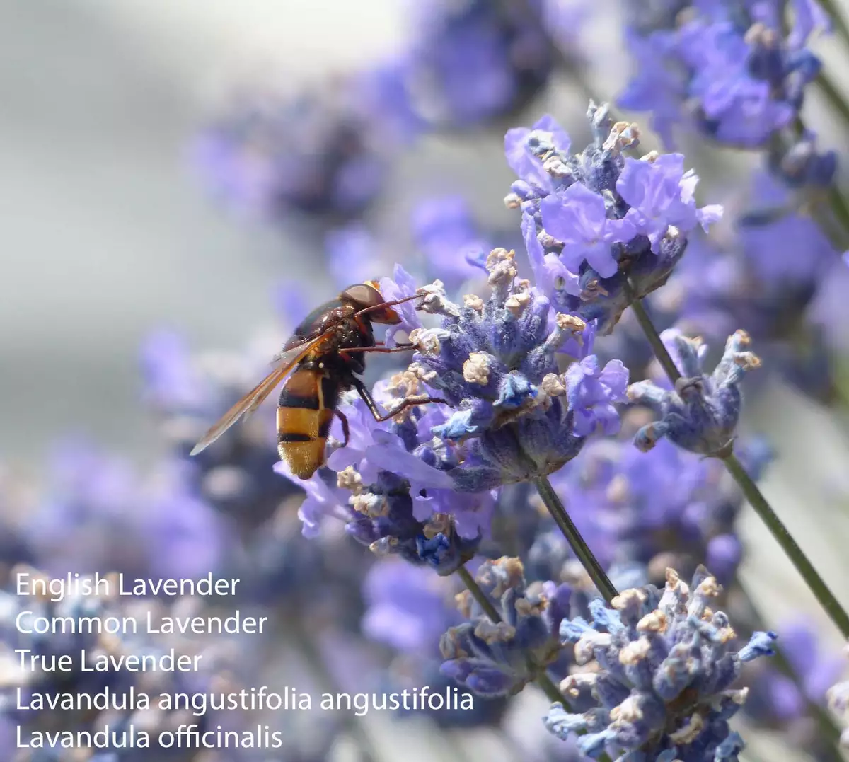 Lavandula angustifolia subsp. angustifolia - Perennial - Common ...