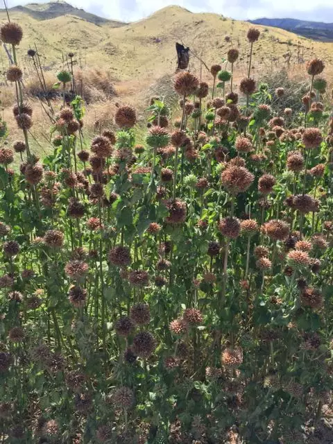 Sheffield's Seed Company