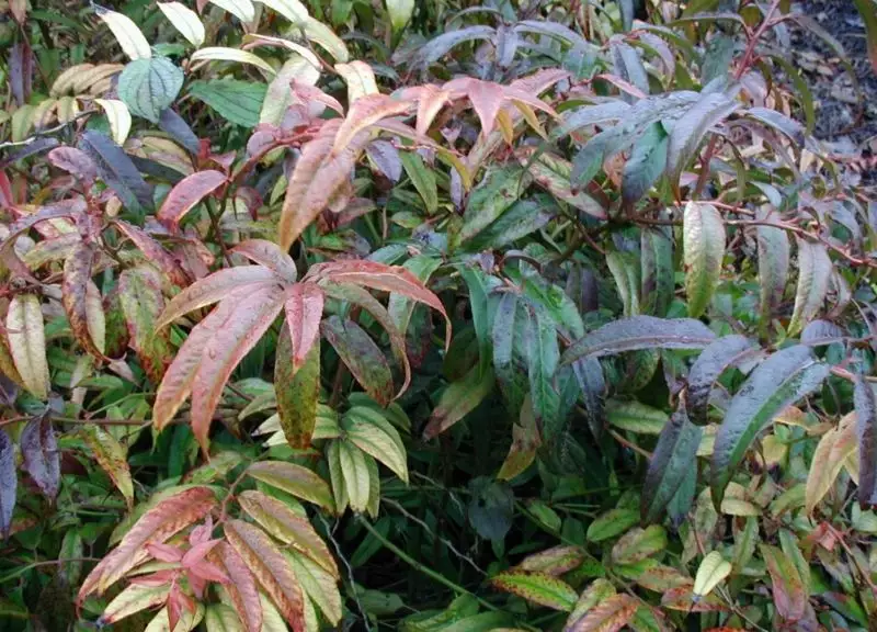 Leucothoe axillaris - Medicinal Herbs,Shrub - Coast leucothoe, Coastal ...