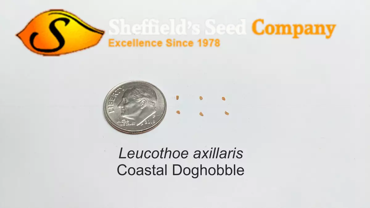 Leucothoe axillaris - Medicinal Herbs,Shrub - Coast leucothoe, Coastal ...