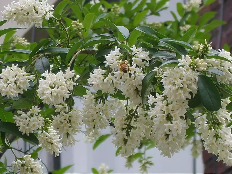 Ligustrum obtusifolium - Shrub - Border Privet, Regal Privet