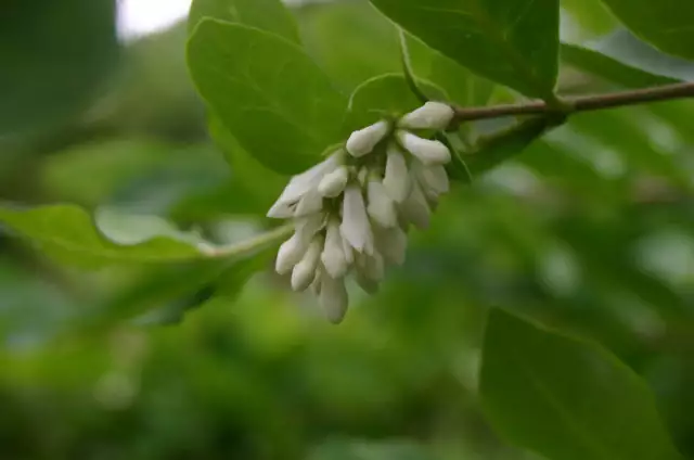 Ligustrum obtusifolium - Shrub - Border Privet, Regal Privet