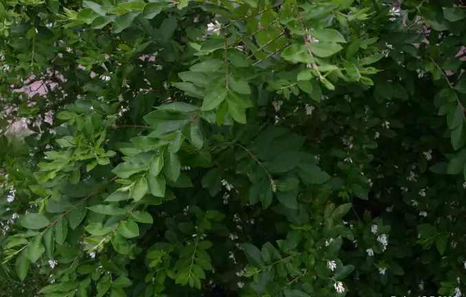 Ligustrum obtusifolium - Shrub - Border Privet, Regal Privet