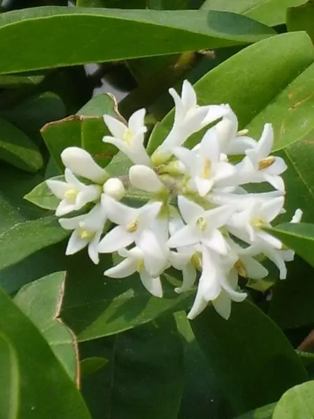 Ligustrum obtusifolium - Shrub - Border Privet, Regal Privet