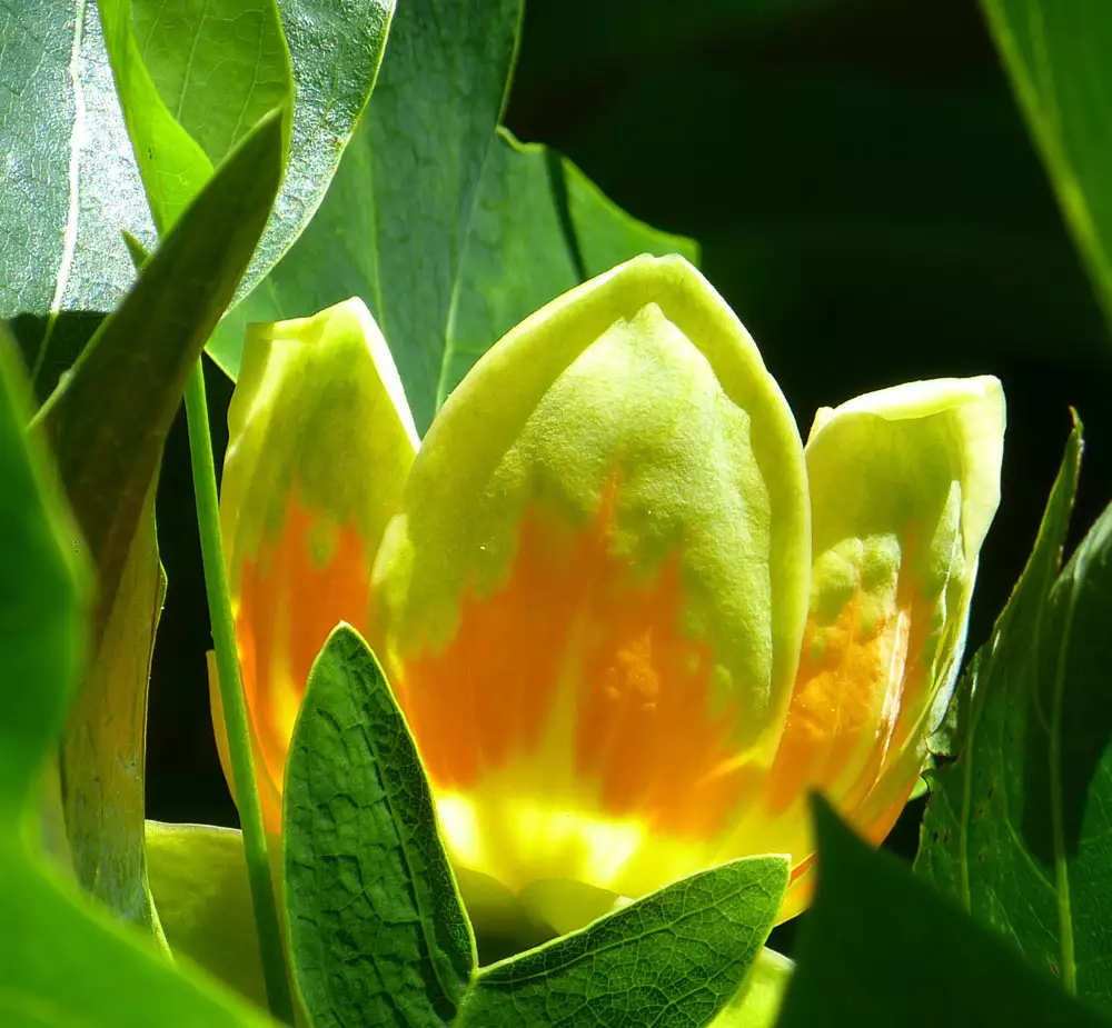 Liriodendron tulipifera winged - Deciduous,Hardwood,Shade Tree ...