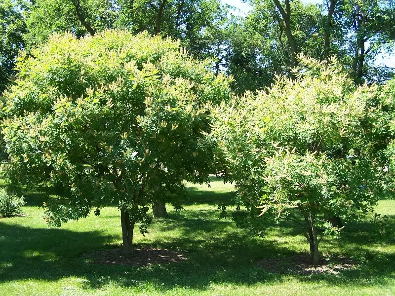 Maackia amurensis - Deciduous,Flowering Tree - Amur Maackia, Chinese ...