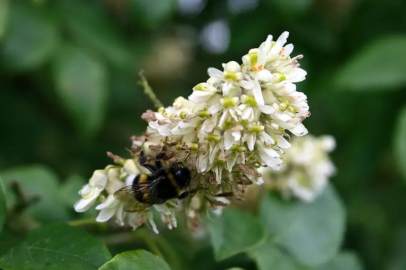 Maackia amurensis - Deciduous,Flowering Tree - Amur Maackia, Chinese ...