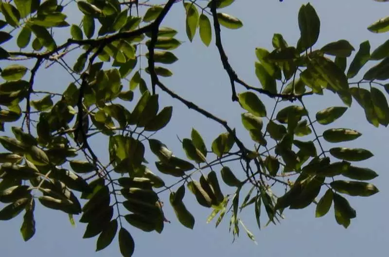 Maackia hupehensis - Flowering Tree - Chinese Maackia