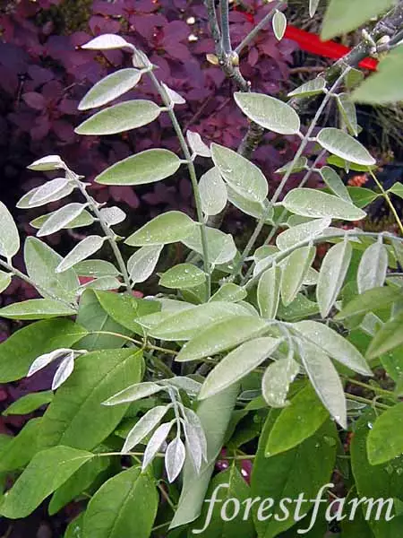 Maackia hupehensis - Flowering Tree - Chinese Maackia