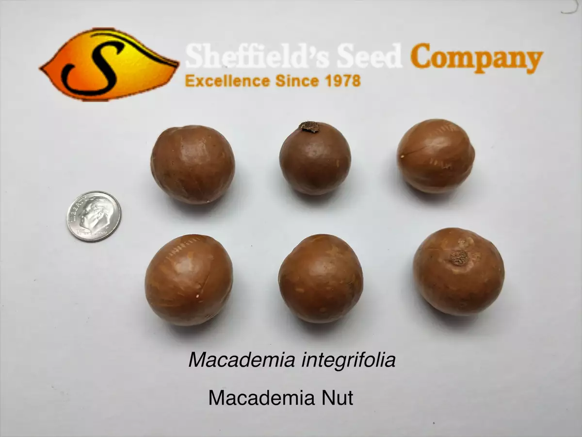 Macadamia integrifolia - Edible Fruit/Nuts,Evergreen Leaves,Fruits ...