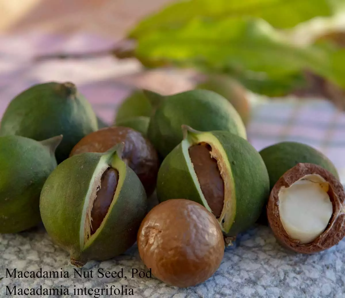 Macadamia integrifolia - Edible Fruit/Nuts,Evergreen Leaves,Fruits ...