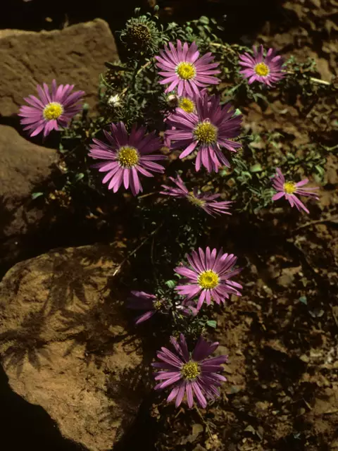 Sheffield's Seed Company