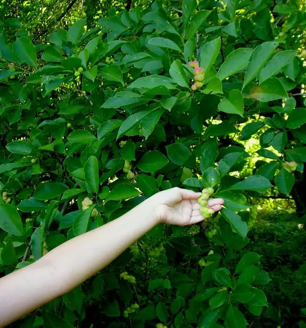 Magnolia kobus fresh berries - Flowering Tree - Kobus Magnolia ...