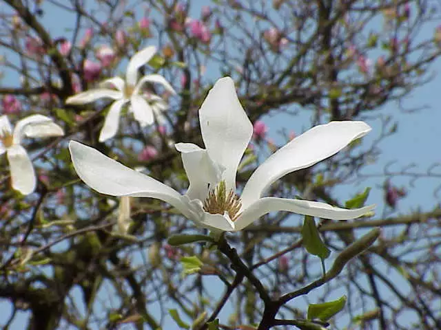Magnolia kobus fresh berries - Flowering Tree - Kobus Magnolia ...
