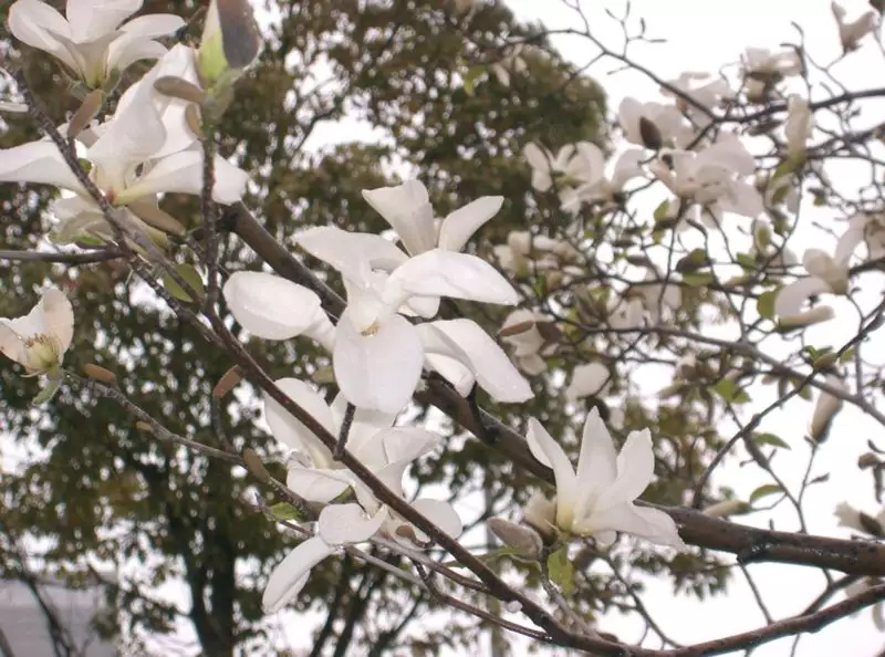 Magnolia kobus fresh berries - Flowering Tree - Kobus Magnolia ...