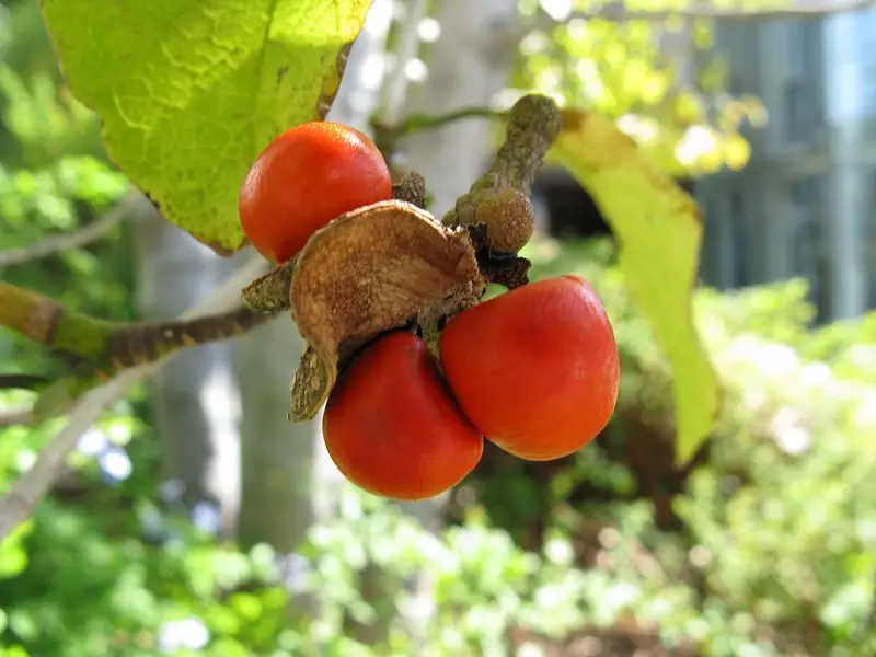 Magnolia kobus fresh berries - Flowering Tree - Kobus Magnolia ...