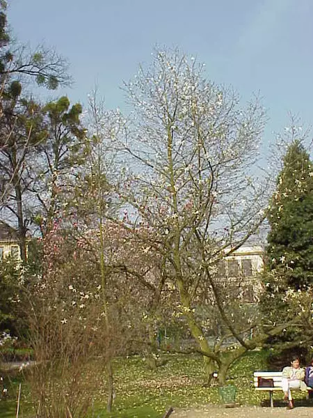 Magnolia kobus fresh berries - Flowering Tree - Kobus Magnolia ...