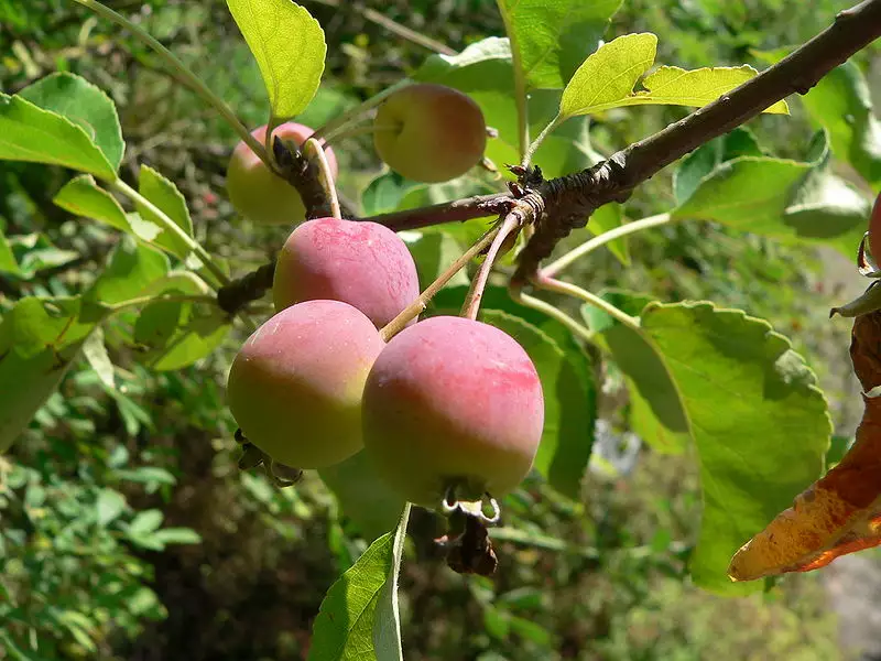 Malus prunifolia - Common Bonsai,Flowering Tree - Plum-leaved Apple ...