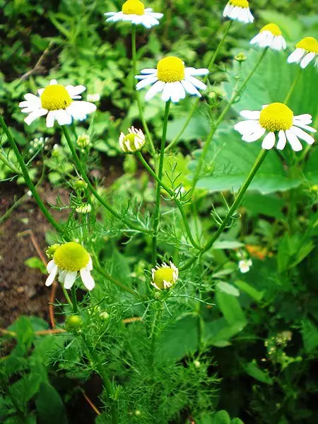 Sheffield's Seed Company