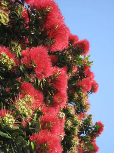 Metrosideros excelsa - Flowering Tree,Tree,Web page Navigation ...