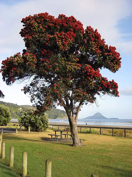 Metrosideros excelsa - Flowering Tree,Tree,Web page Navigation ...